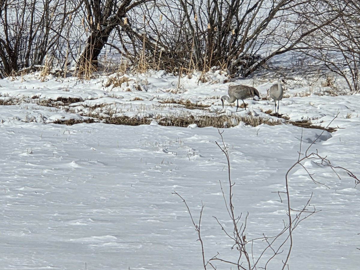 eBird Checklist - 20 Jan 2026 - Its Too Damned Cold Out - 2 species