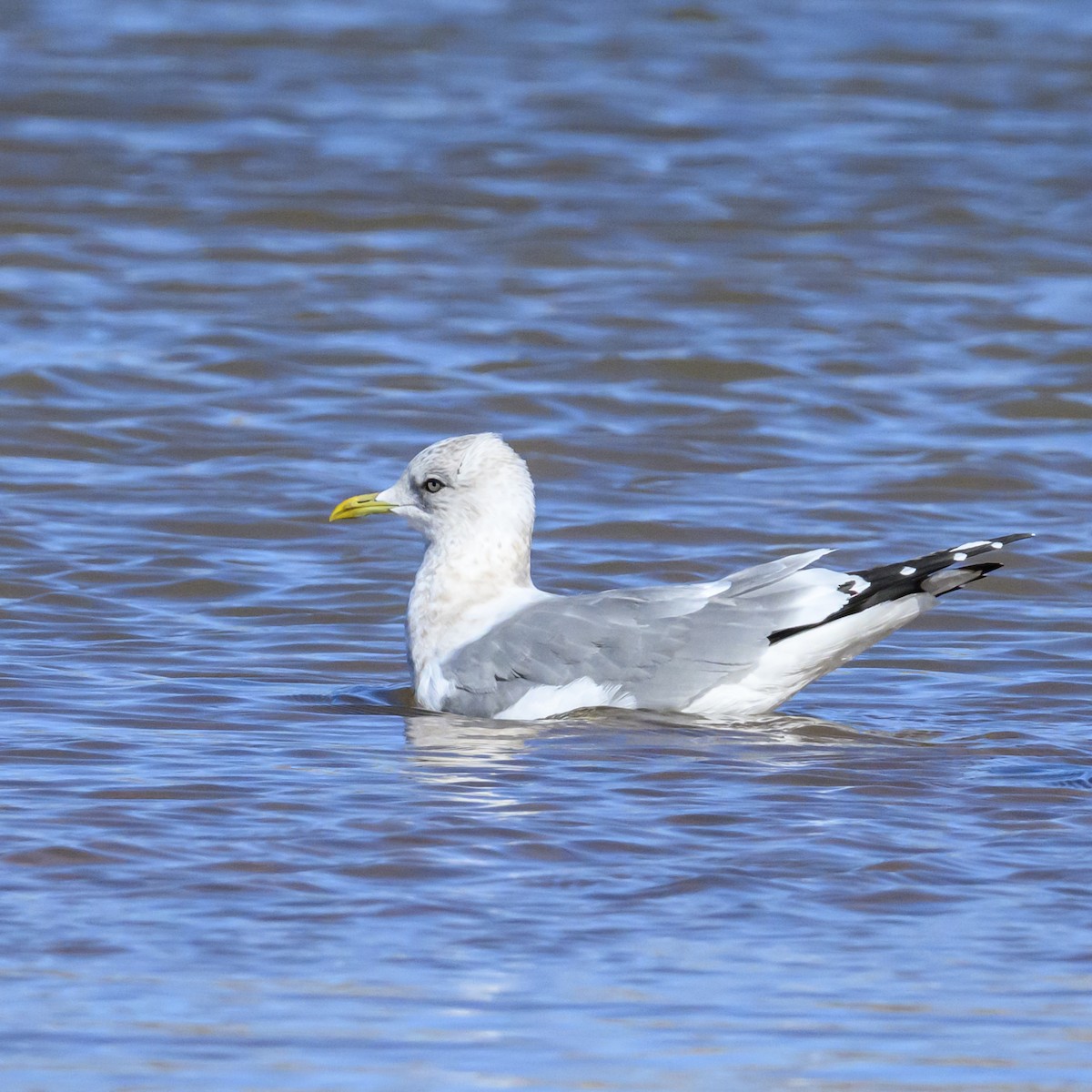 eBird Checklist - 20 Jan 2026 - Gulls - 11 species
