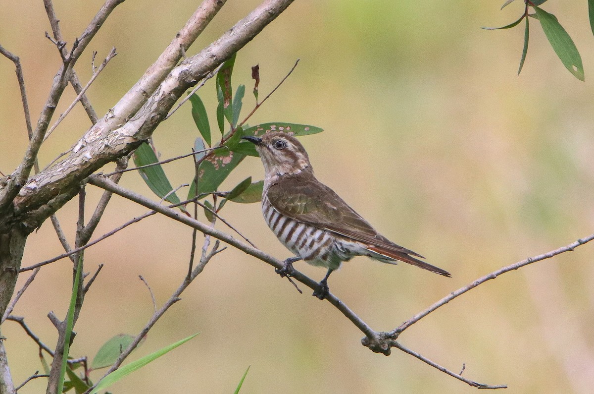 eBird Checklist - 21 Jan 2026 - Schmidt Rd--Centre, Eagleby - 51 species
