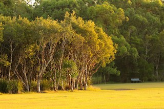 Sandy Camp Road Wetlands, Brisbane, Queensland, Australia - eBird Hotspot