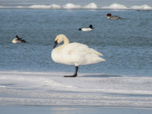 eBird Checklist - 20 Jan 2026 - Harley Ensign Memorial Boating Access ...