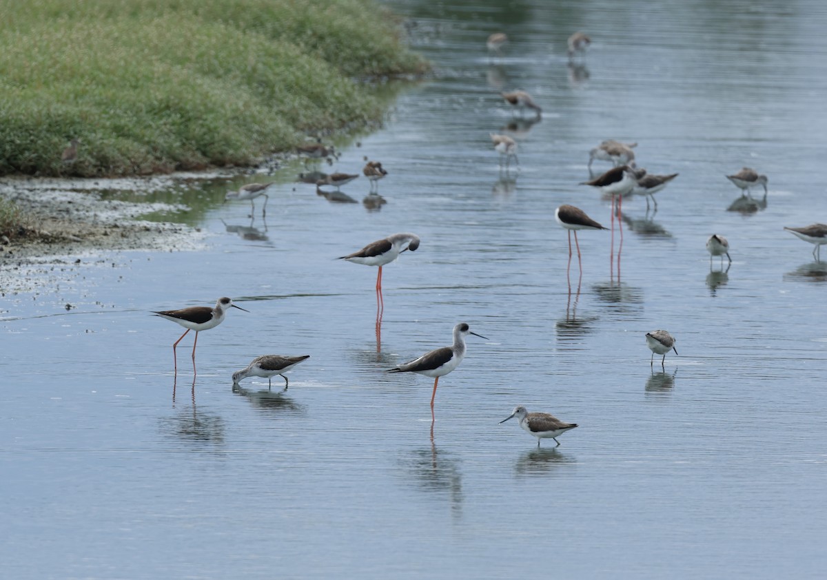 eBird Checklist - 17 Jan 2026 - Dumaguete North Road, Tanjay City PH ...