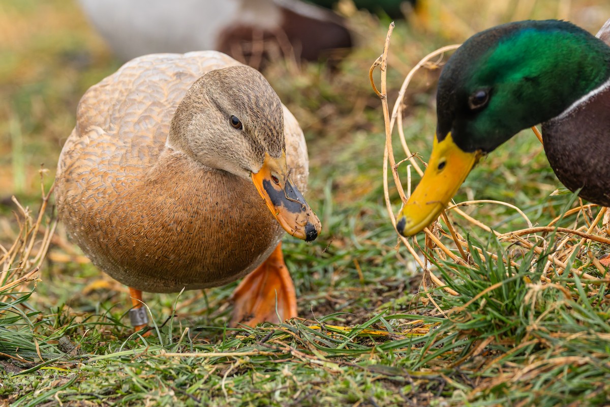 eBird Checklist - 17 Jan 2026 - Vltava (úsek Modřanské tůně–Modřanský ...