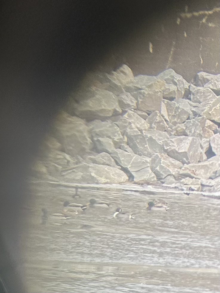 Pennsylvania Bird Atlas Checklist - 21 Jan 2026 - Elizabeth Locks & Dam ...