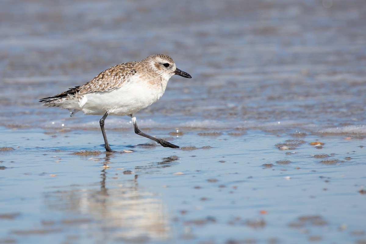 eBird Checklist - 21 Jan 2026 - Anastasia SP - 15 species