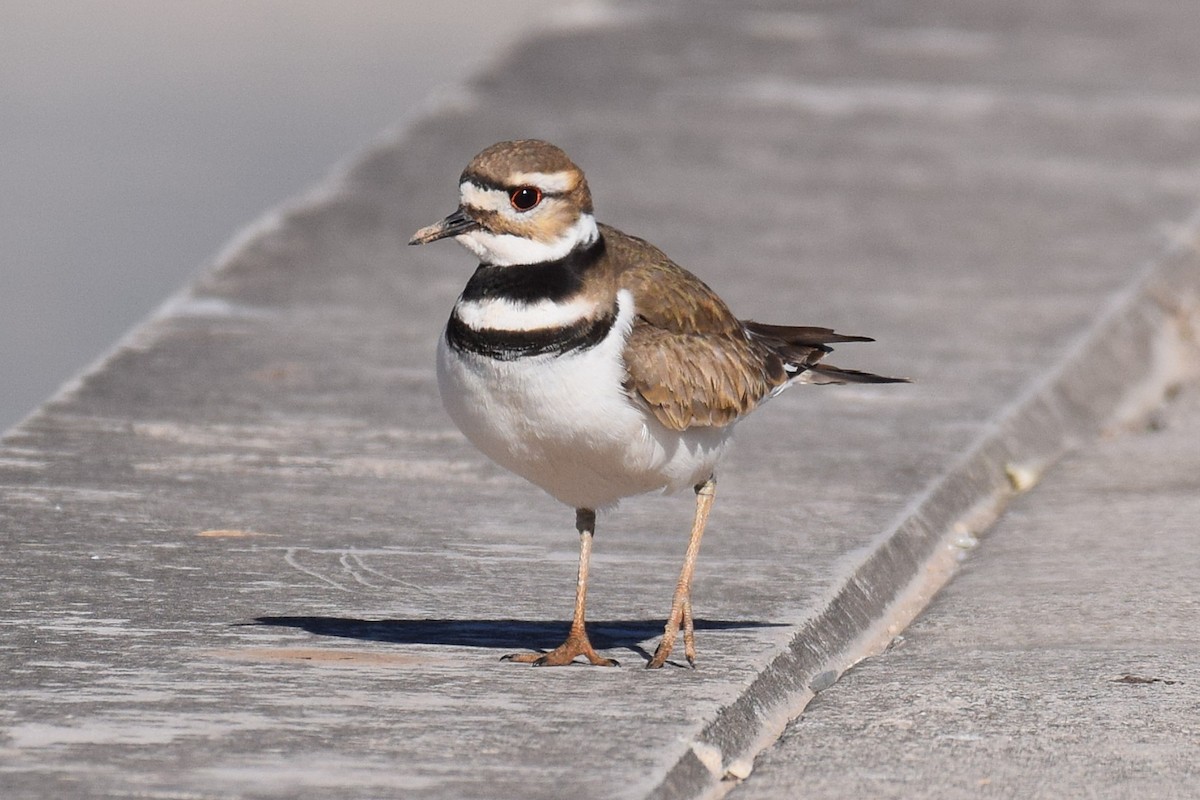 eBird Checklist - 21 Jan 2026 - Yellow House Draw downstream of Canyon ...