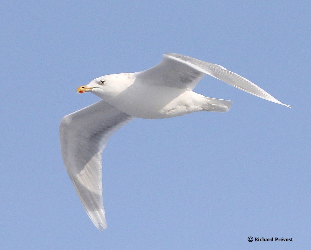ML649355295 - Glaucous Gull - Macaulay Library