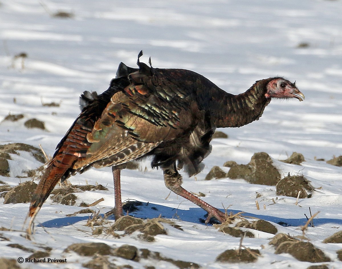 ML649356183 - Wild Turkey - Macaulay Library