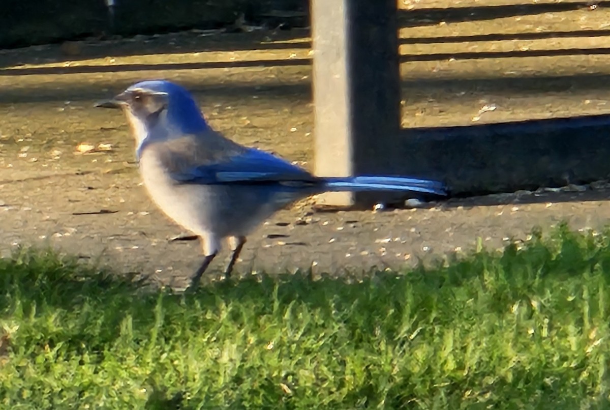 eBird Checklist - 21 Jan 2026 - Jennings Park - 6 species