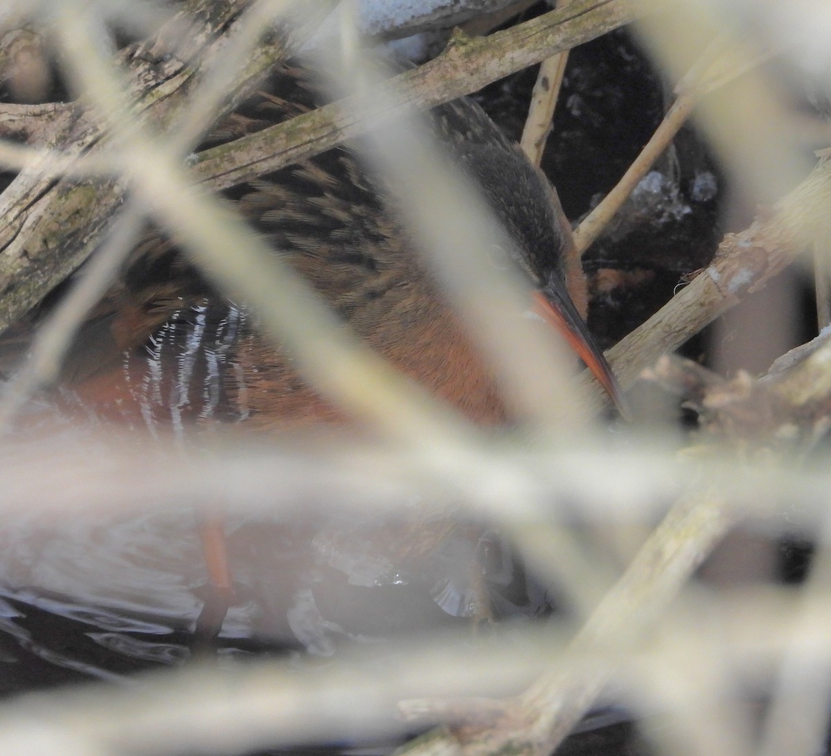 eBird Checklist - 21 Jan 2026 - Mendon Ponds Park--Quaker Pond Trail ...