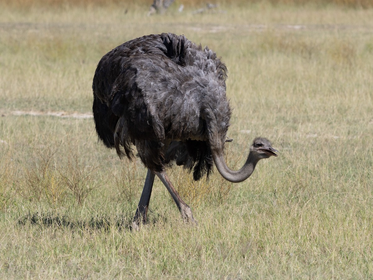 ML649366738 - Common Ostrich - Macaulay Library