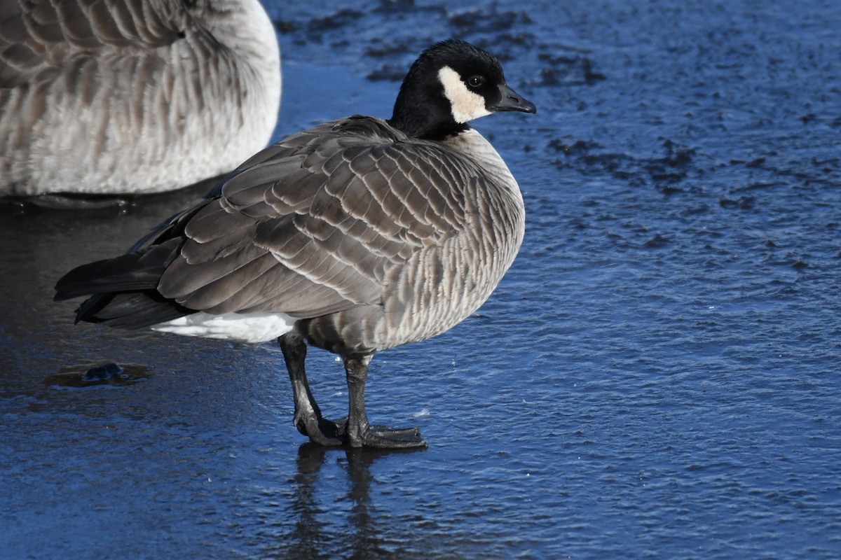 ML649371797 - Cackling Goose (Richardson's) - Macaulay Library