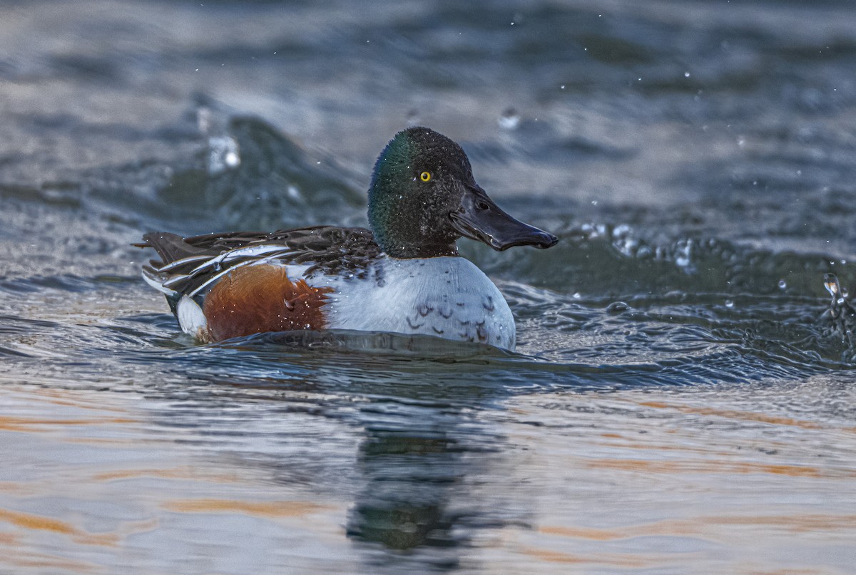 eBird Checklist - 19 Jan 2026 - Rio Grande Valley SP--Tingley Beach ...