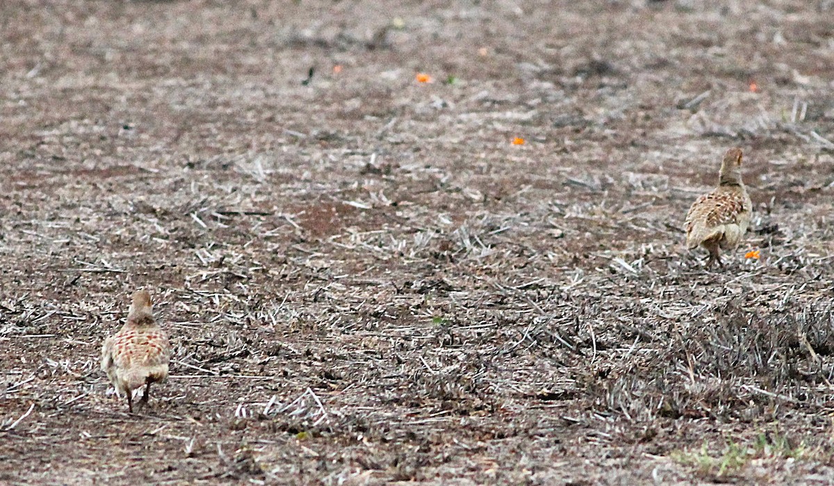 eBird Checklist - 21 Jan 2026 - Maui Veterans Highway Maui - 1 species