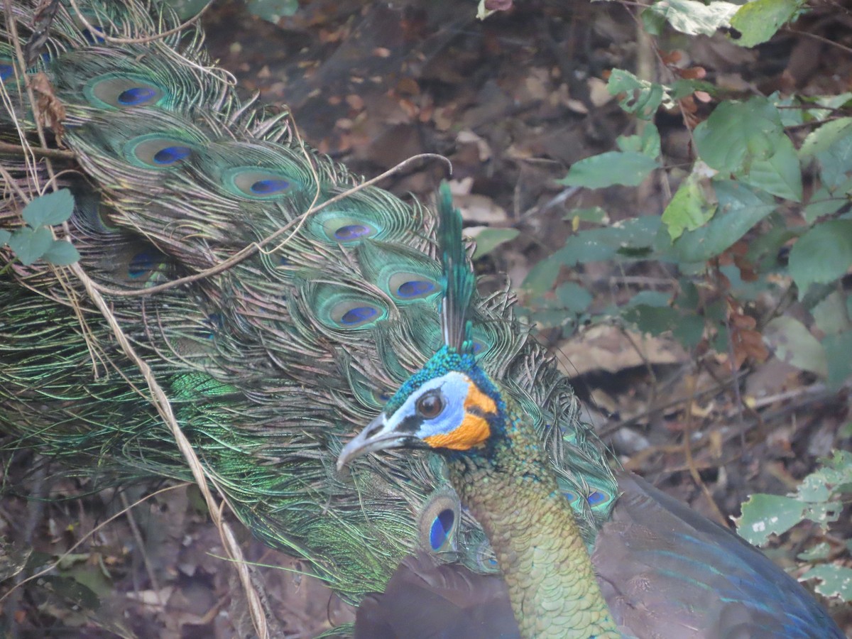 eBird Checklist - 22 Jan 2026 - Ban Hong Non-hunting Area--headquarters ...
