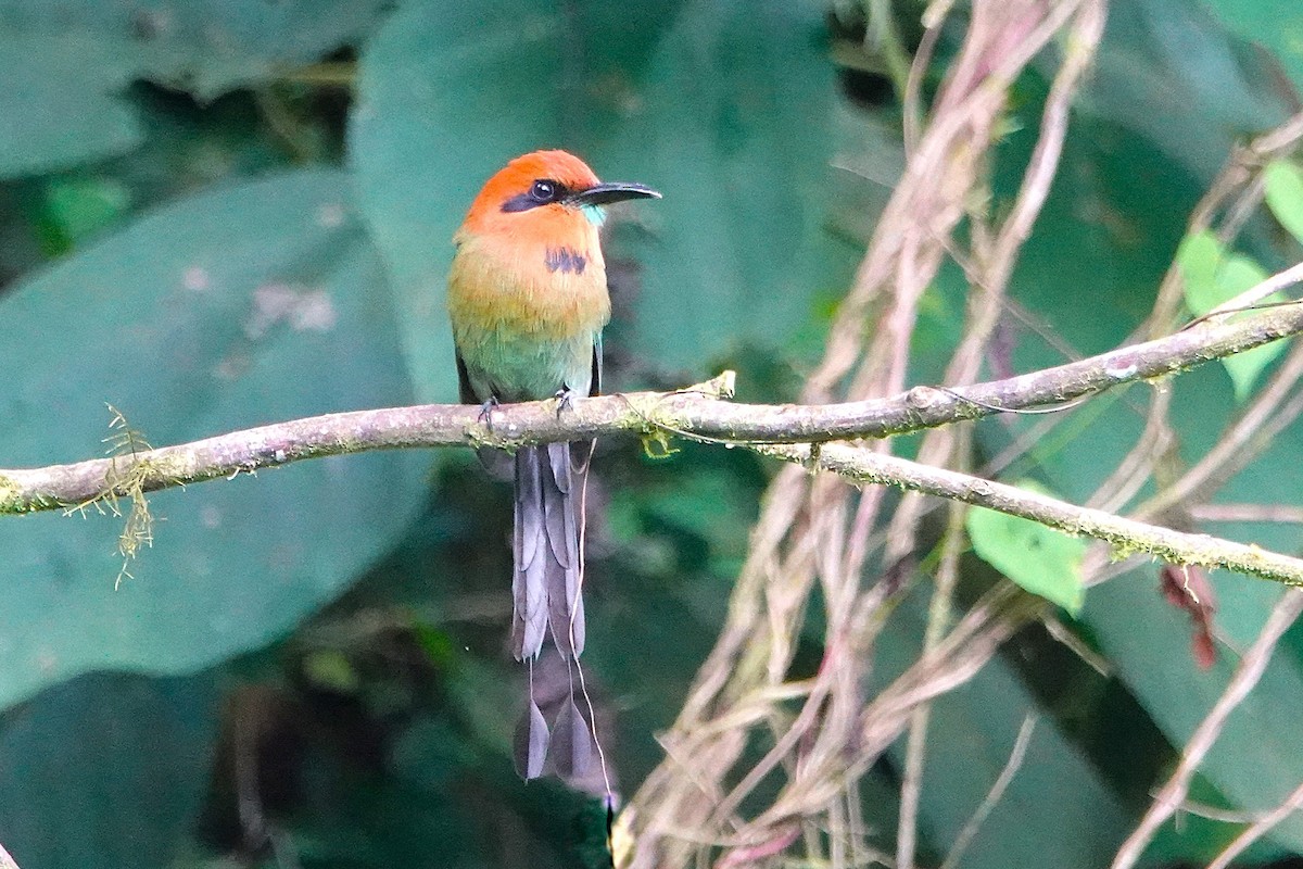 eBird Checklist - 13 Jan 2026 - Arenal--Peninsula road (shortcut to dam ...
