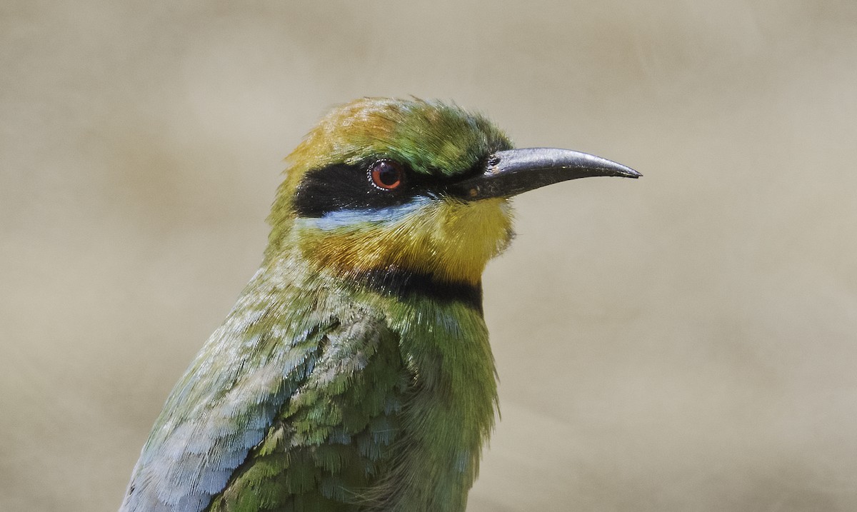 eBird Checklist - 22 Jan 2026 - Newstead Cemetery - 15 species