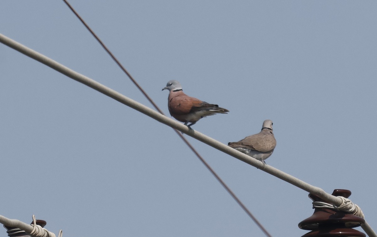 eBird Checklist - 7 Jan 2026 - Laem Phak Bia--Environmental Research ...