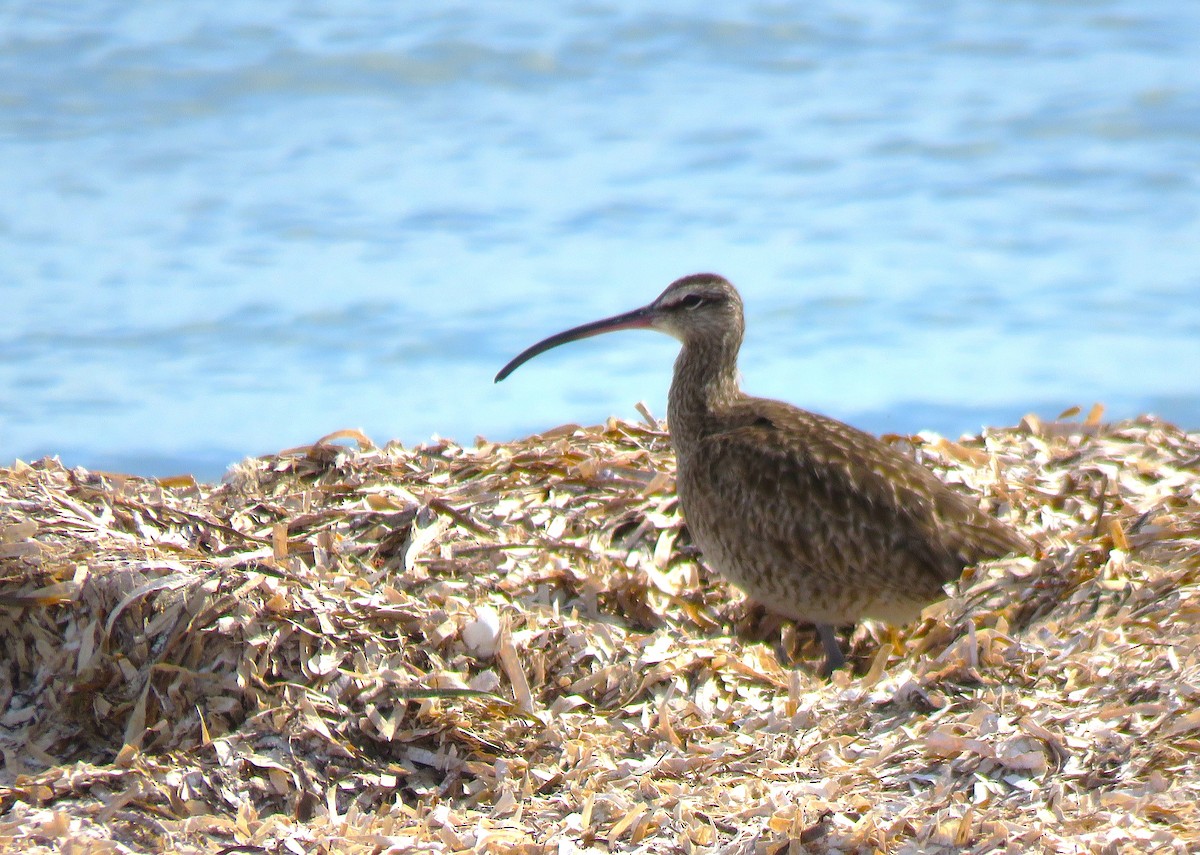 eBird Checklist - 22 Jan 2026 - Anclote Key Preserve SP--Anclote Key ...