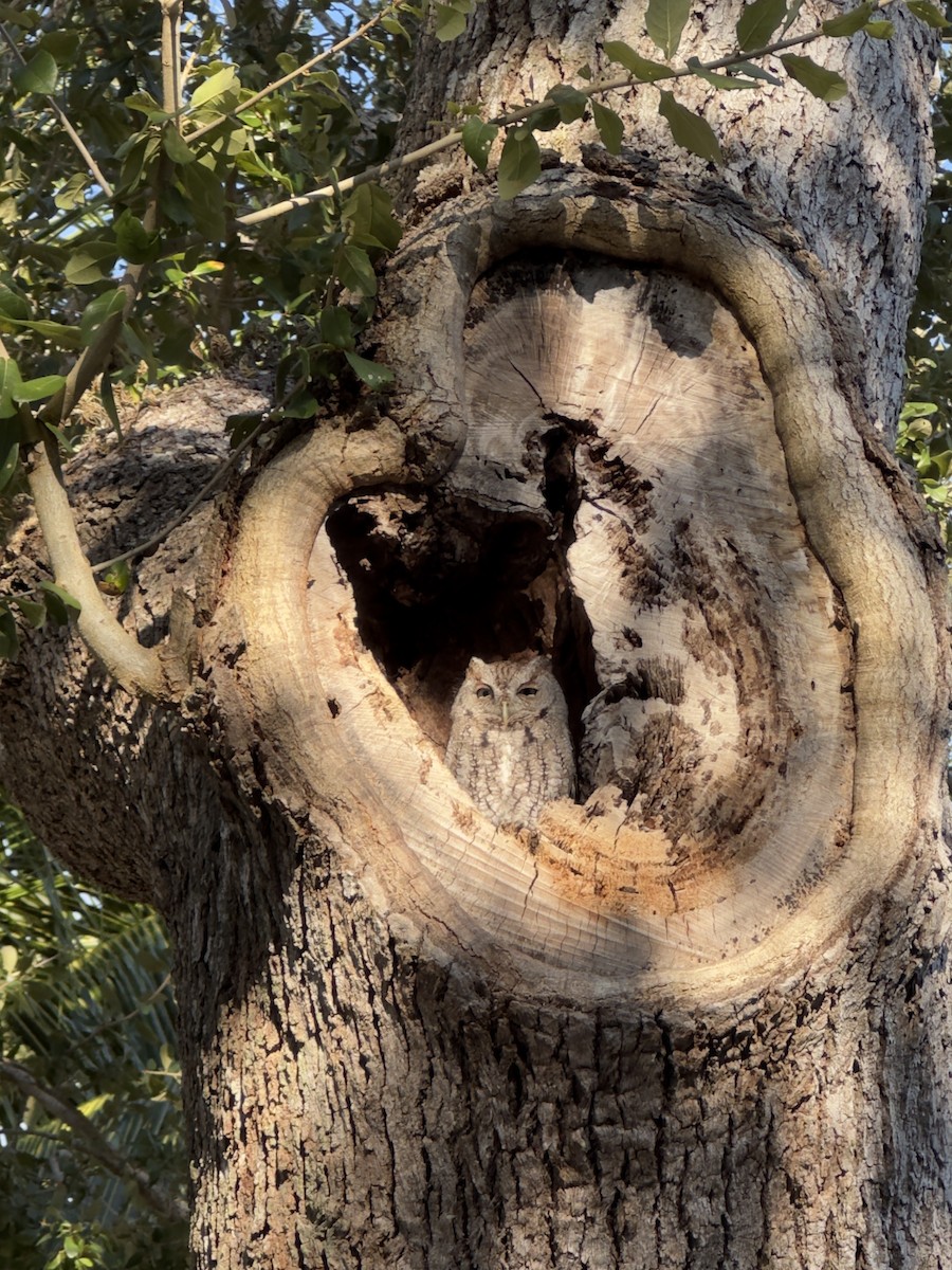 ML649407296 - Eastern Screech-Owl - Macaulay Library