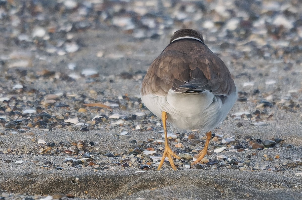 ML649419100 - Common Ringed Plover - Macaulay Library