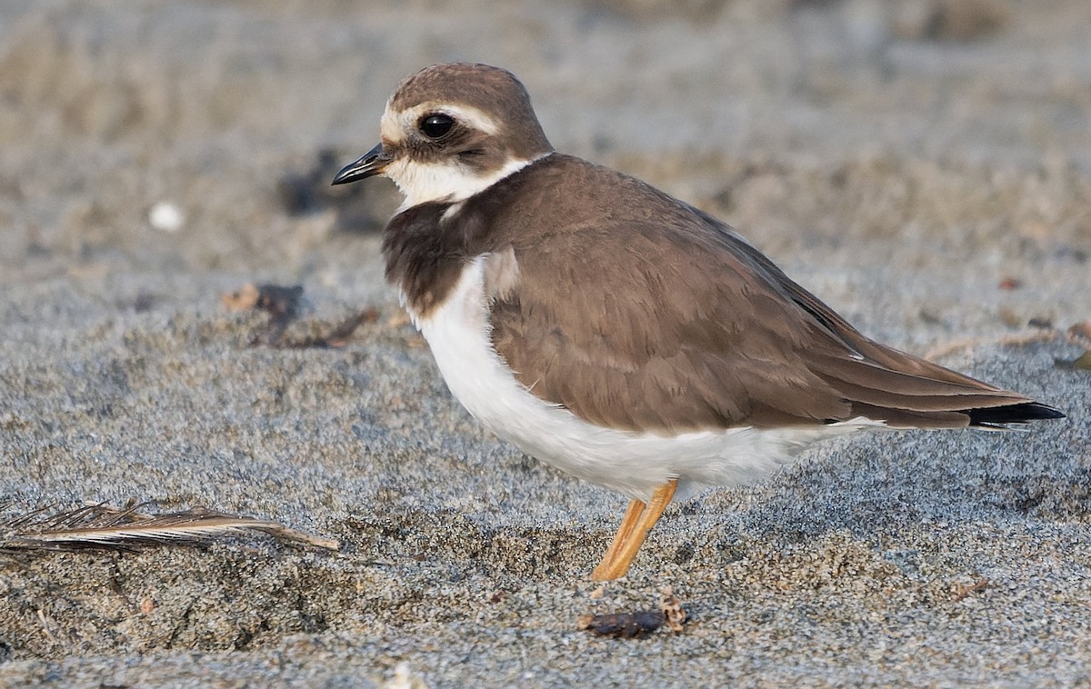 ML649419115 - Common Ringed Plover - Macaulay Library