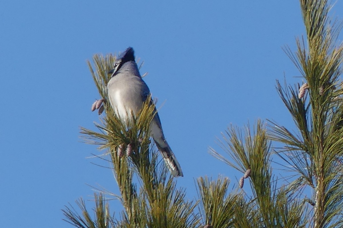 eBird Checklist - 22 Jan 2026 - Knowlton Park, Ellsworth US-ME - 13 species