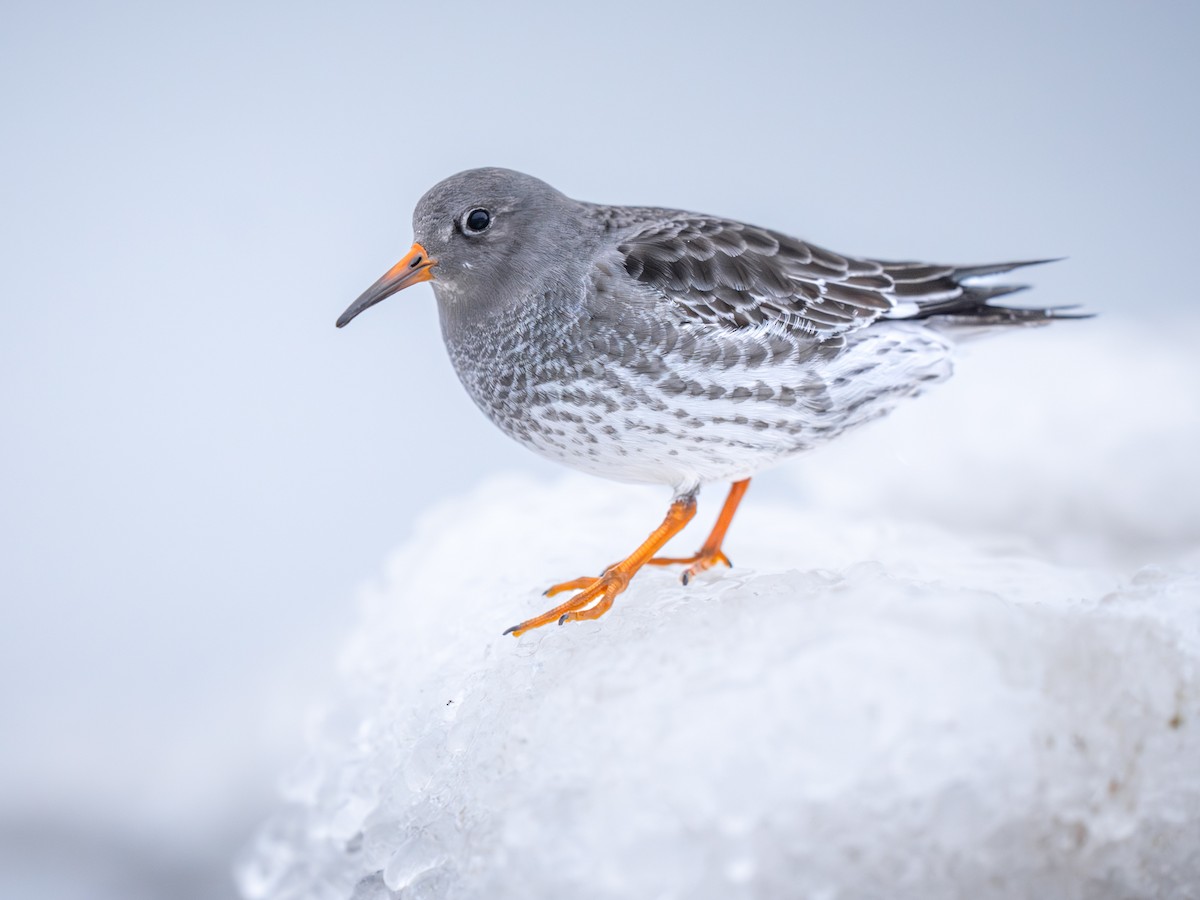 Purple Sandpiper - Calidris maritima - Birds of the World