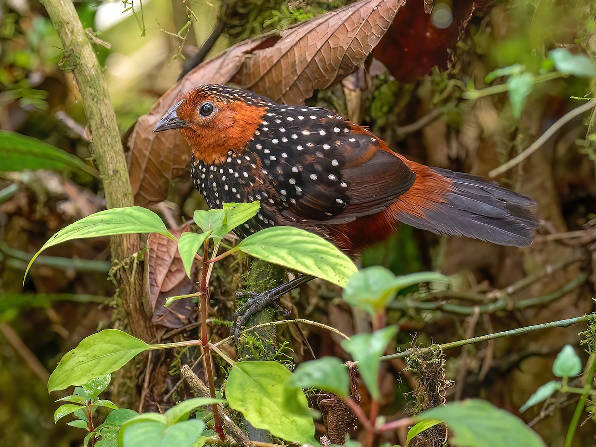 Ocellated Tapaculo - Acropternis orthonyx - Birds of the World
