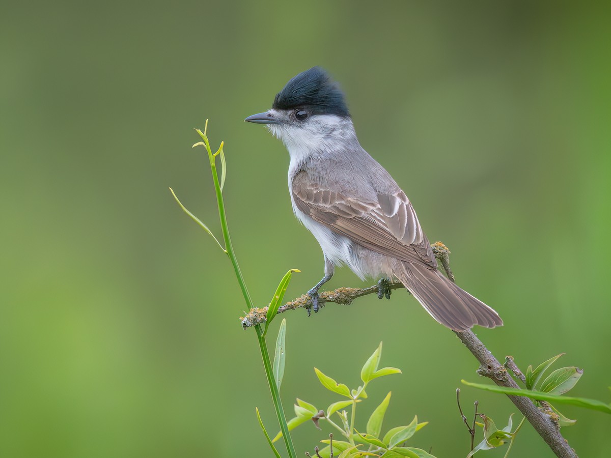 White-naped Xenopsaris - Xenopsaris albinucha - Birds of the World
