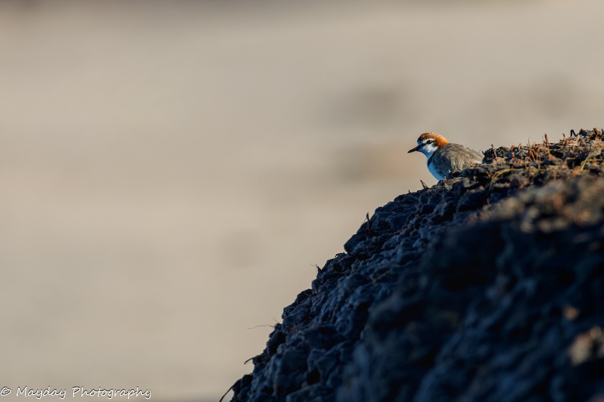 eBird Checklist - 23 Jan 2026 - Lang Lang Beach - 31 species