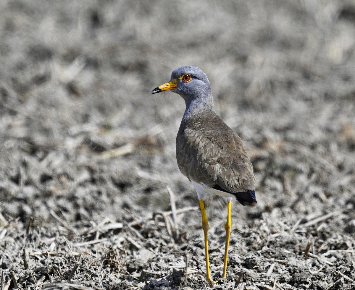 ML649437194 - Gray-headed Lapwing - Macaulay Library
