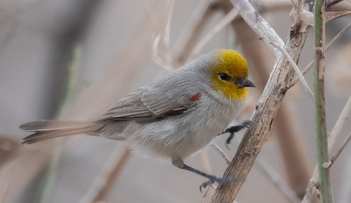 ML649447208 - Verdin - Macaulay Library