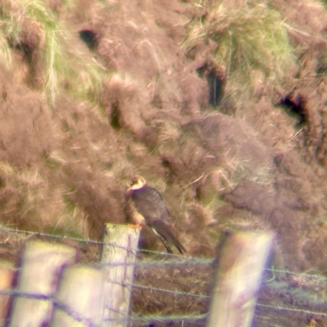 eBird Checklist - 14 May 2020 - Piddington RFF - 1 species