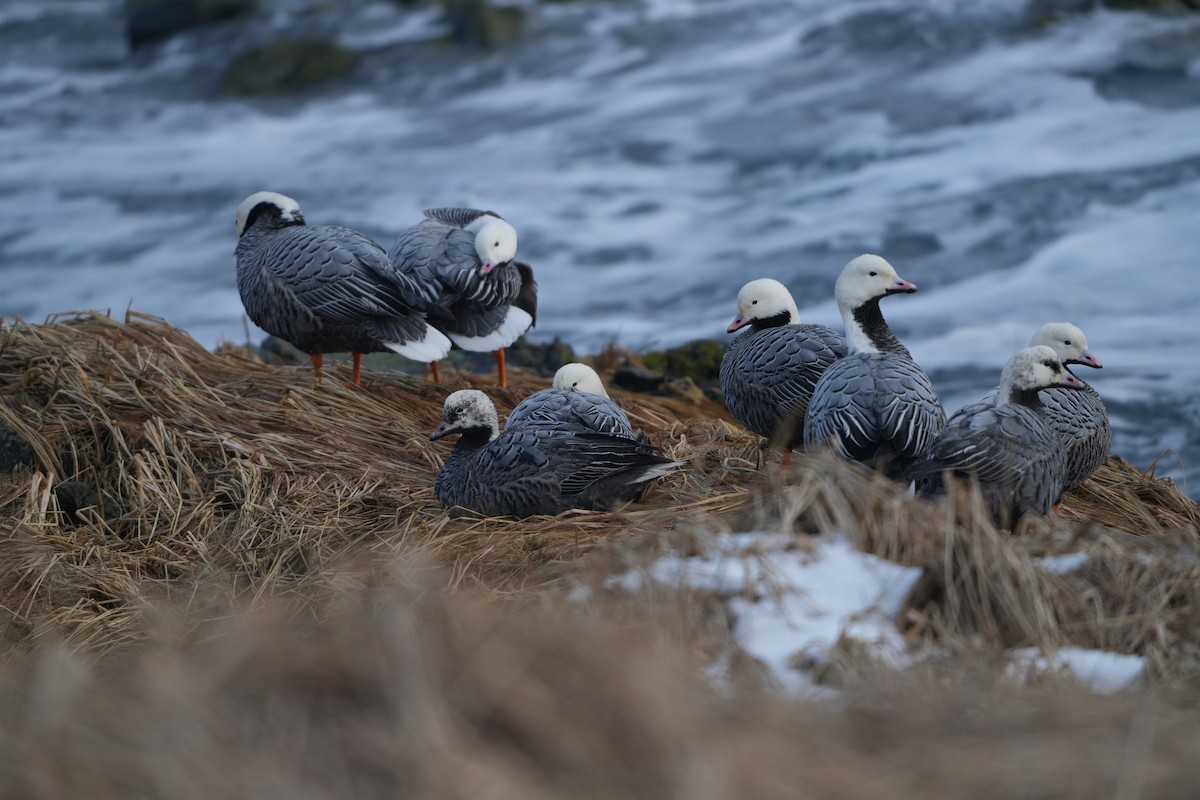 eBird Checklist - 18 Jan 2026 - Shemya Island--Eareckson AS (restricted ...