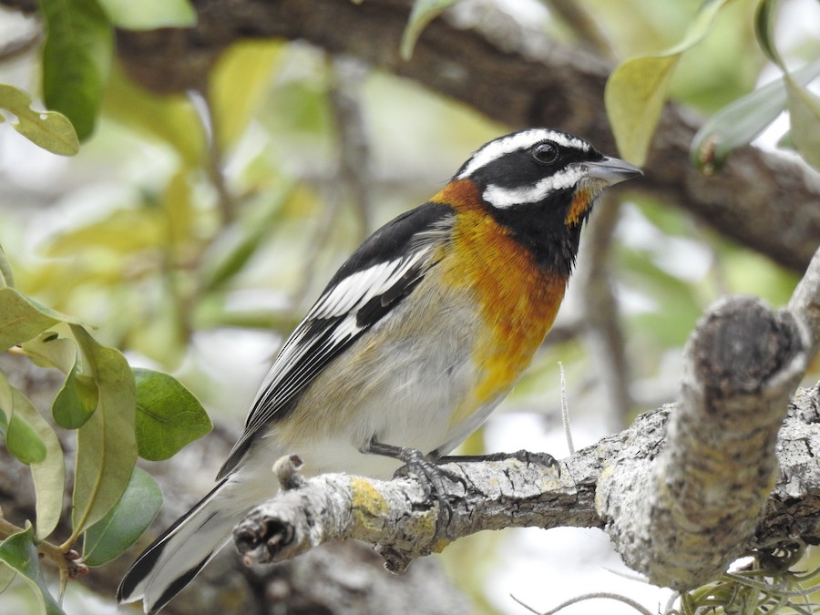 Western Spindalis (Bahamas Black-backed) - eBird