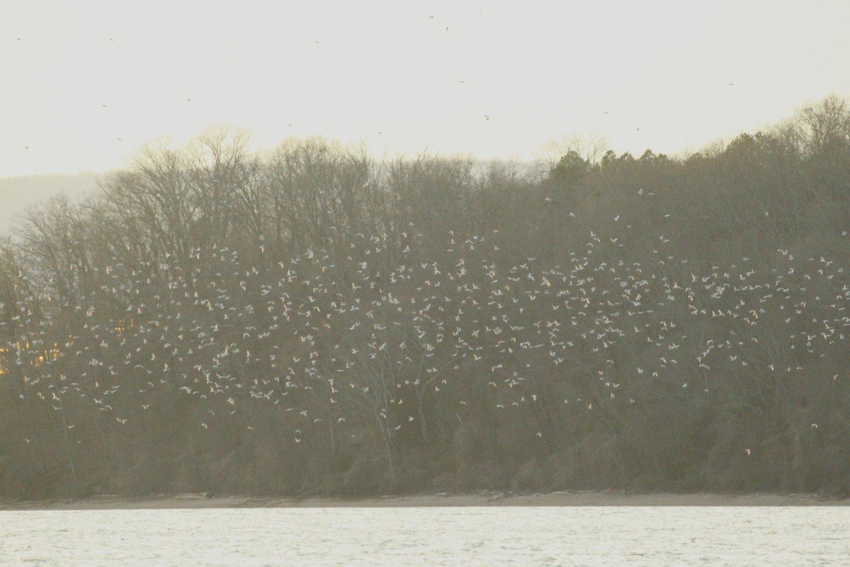 eBird Checklist - 23 Jan 2026 - Booker T. Washington SP - 14 species