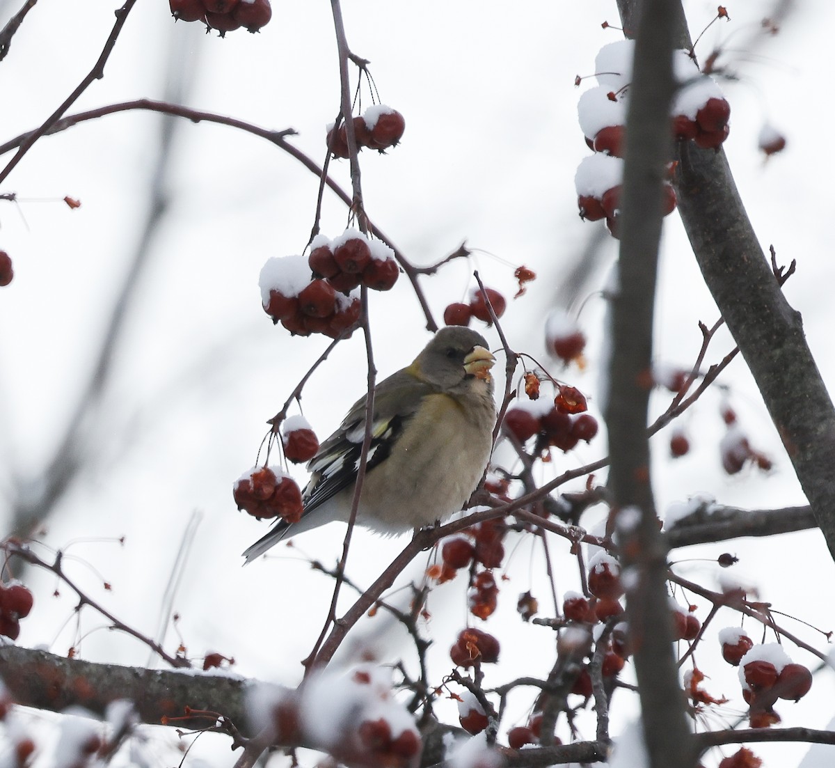 eBird Checklist - 24 Jan 2026 - Whiting Rd. Nature Preserve - 12 species
