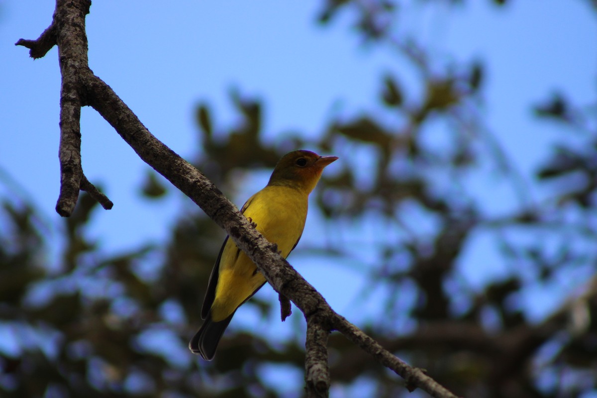 eBird Checklist - 24 Jan 2026 - Pompano Community Park - 18 species