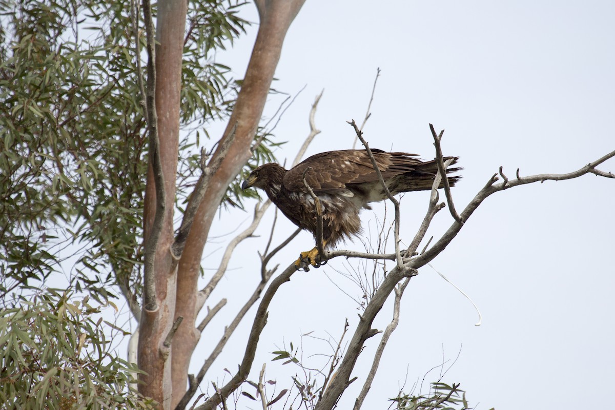 ML649551679 - Bald Eagle - Macaulay Library