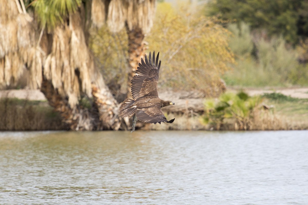 ML649554705 - Bald Eagle - Macaulay Library