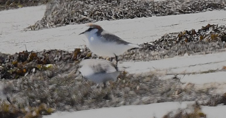 eBird Checklist - 12 Jan 2026 - Marion Bay--Long Spit - 11 species