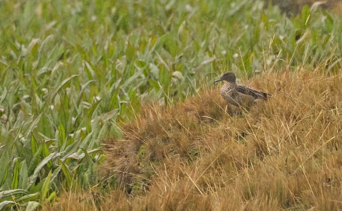 eBird Checklist - 9 Mar 2023 - Ecuador, Antisana National Park - 31 species