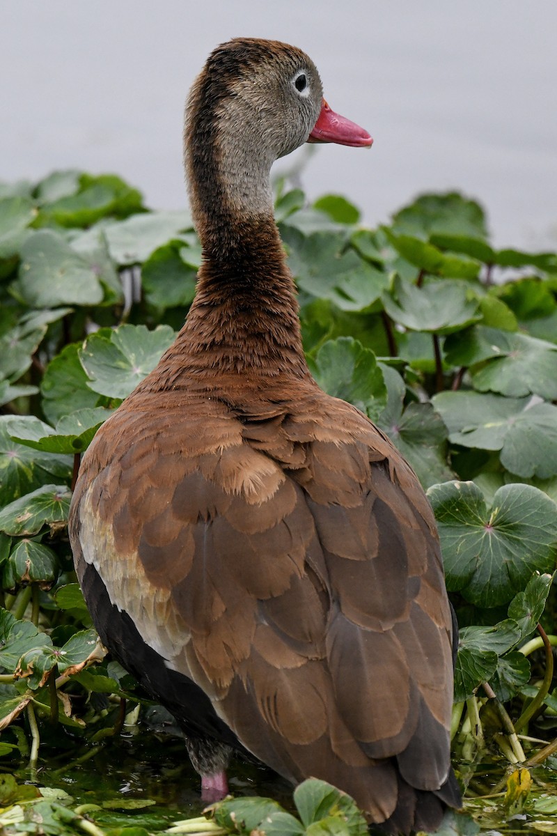 eBird Checklist - 24 Jan 2026 - Phinizy Swamp Nature Park - 52 species