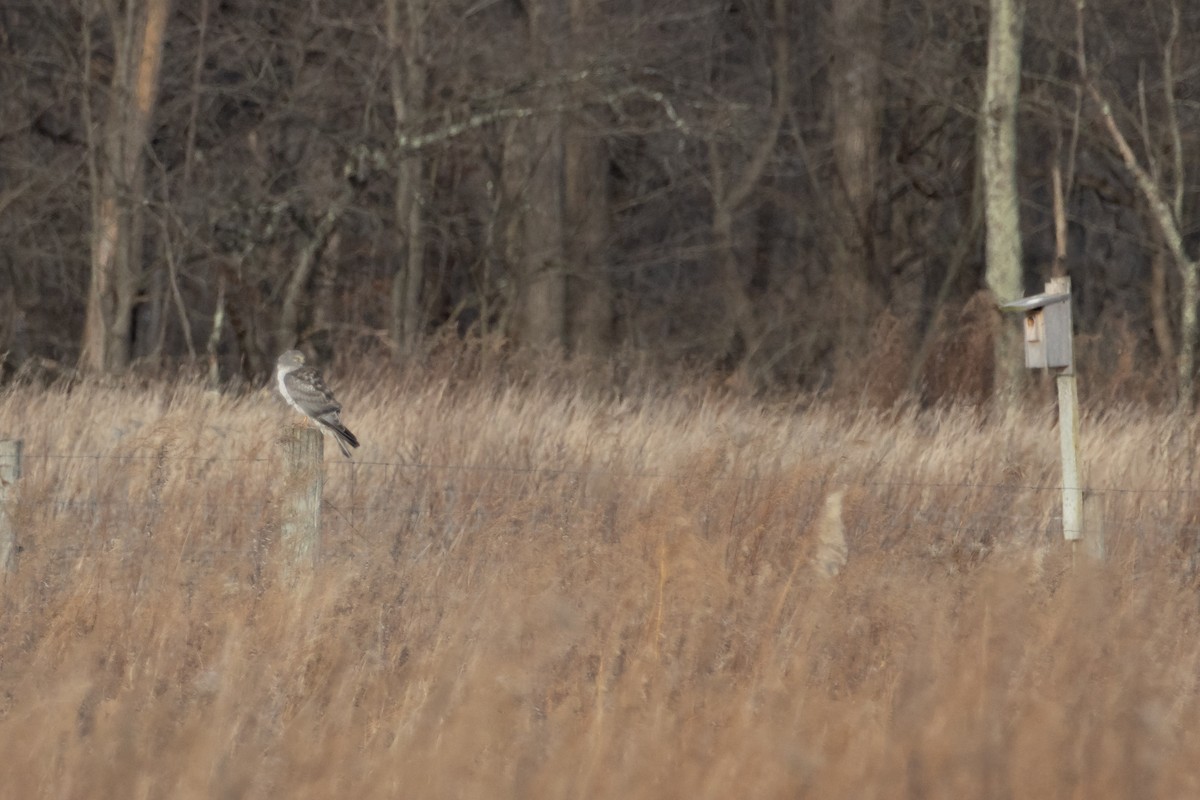ML649562618 - Northern Harrier - Macaulay Library