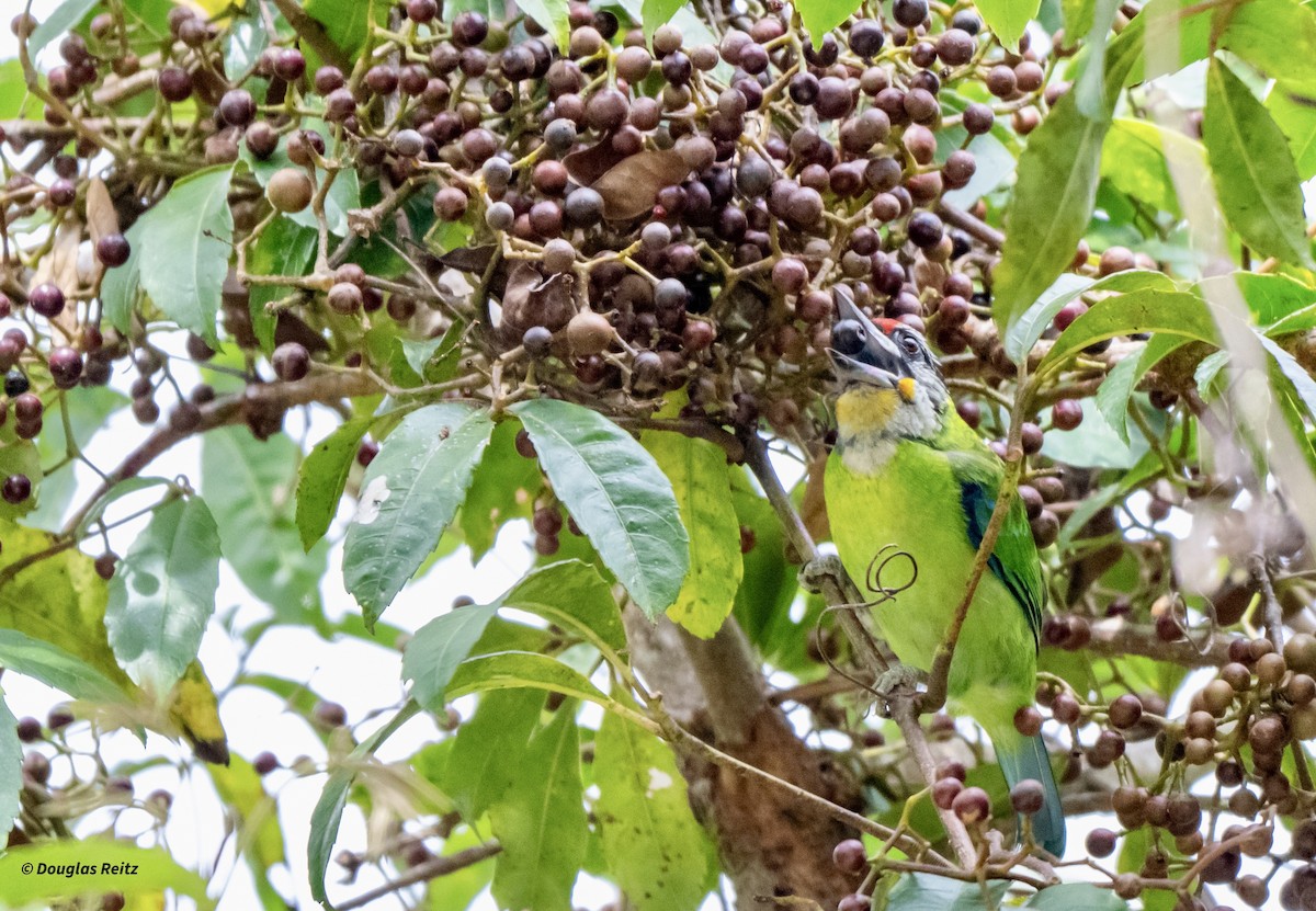 ML649572419 - Golden-throated Barbet - Macaulay Library