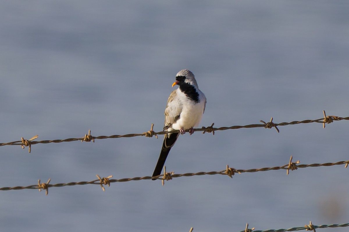 eBird Checklist - 24 Jan 2026 - Al Maha Forest--Pivot Fields (no access ...