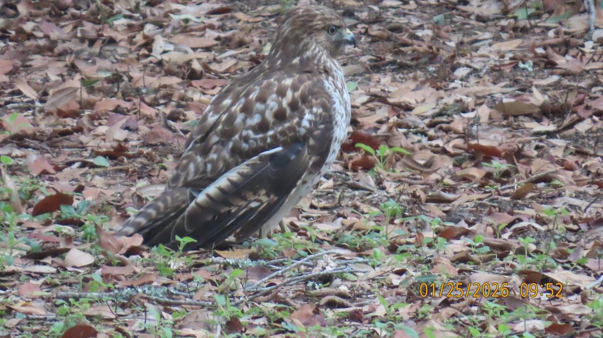 eBird Checklist - 25 Jan 2026 - Fort Lamar Heritage Preserve - 23 species