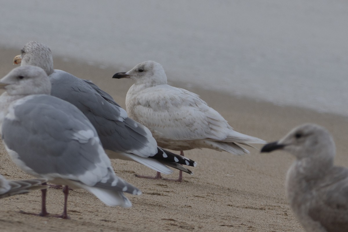 ML649626514 - Iceland Gull - Macaulay Library