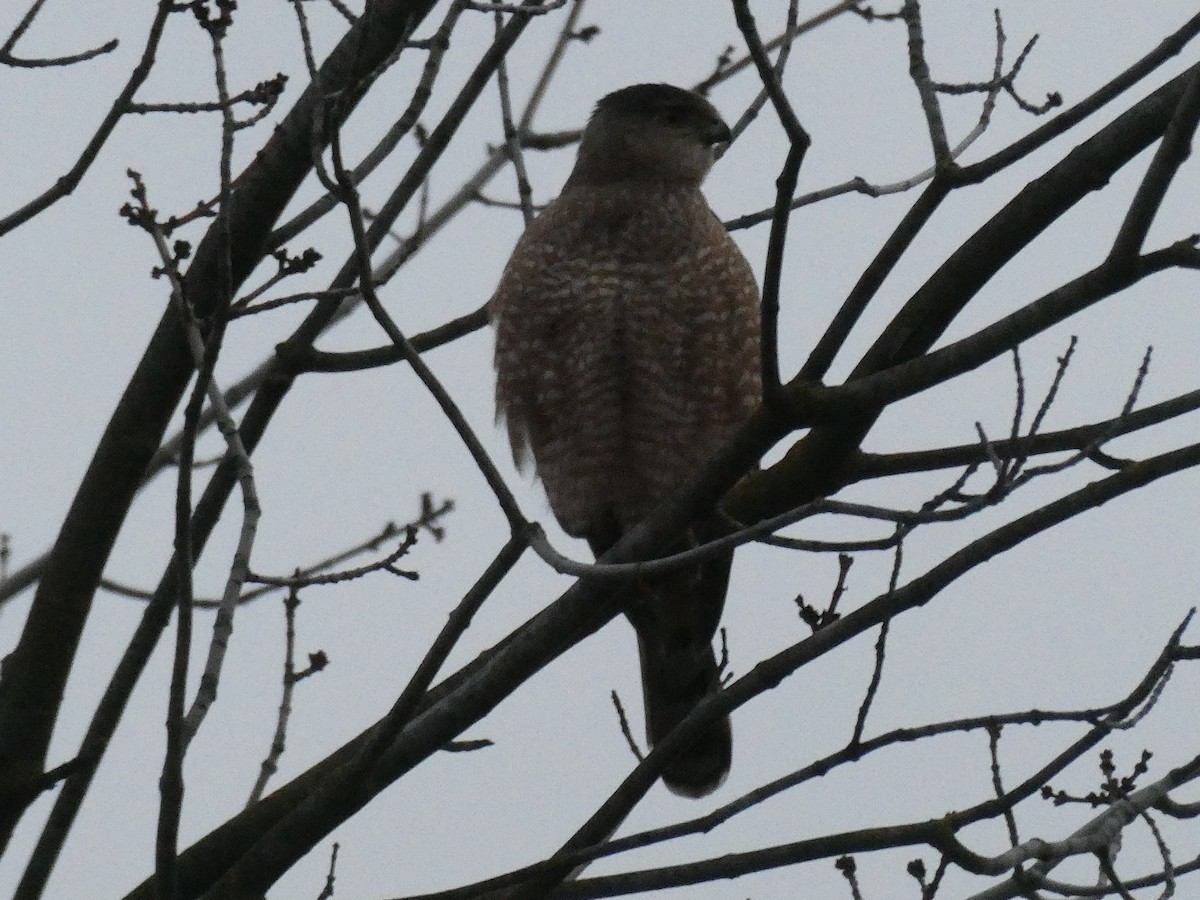 eBird Checklist - 25 Jan 2026 - American River Parkway behind condo ...